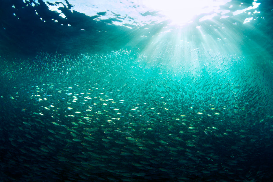 Qual è la differenza tra olio di alghe e olio di pesce? | Vivo Life ...